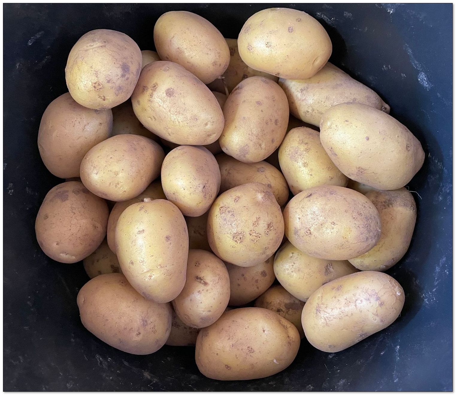 SAMOSBĚR BRAMBOR 2022 | ZEOS LOMNICE a.s.